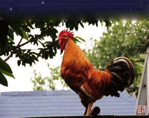 Rooster On A Roof With A Beautiful Sky Flying Chicken  Laughing