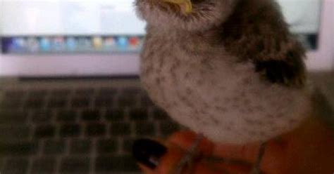 Grumpy Bird Album On Imgur