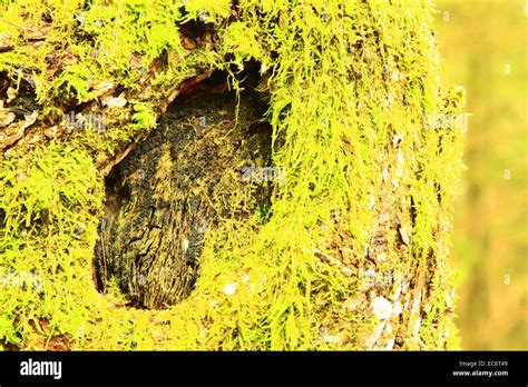 Déchets De Bois Photo Stock Alamy