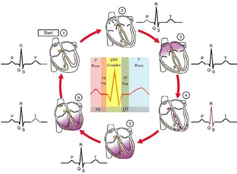 Cardiac Cycle With The Associated Waves Of The Ecg Signal One‐lead