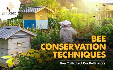 Bee Conservation Techniques How To Protect Our Pollinators