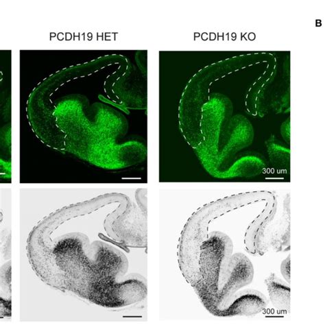 Figure Cortical Interneuron Migration Upon Loss Of Pcdhhh In Vivo A