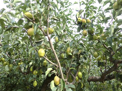 廊坊梨园廊坊梨园村剥皮图片廊坊梨园村第11页大山谷图库