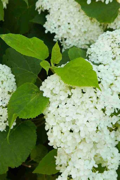 The Ultimate Guide To Hydrangea Care In Texas Hydrangea Love