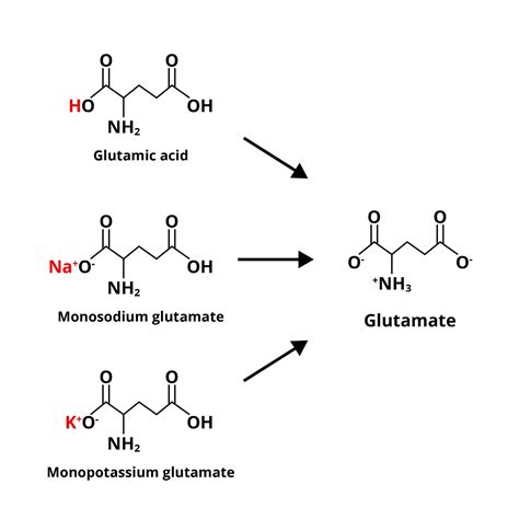 How To Increase Glutamate Levels Rqrr
