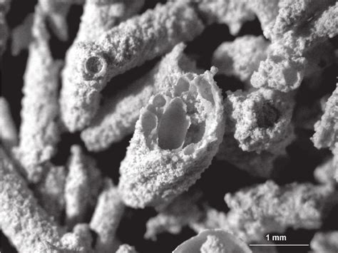 Calcified Remains Of A Charophyte Cortex Picture Taken From Surface