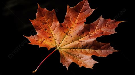 Maple Leaf On A Black Background Picture Of A Maple Leaf Background