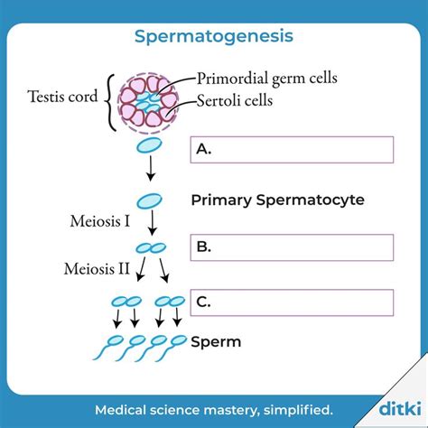 Physiology Glossary Spermatogenesis