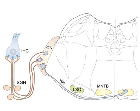 Institute For Auditory Neuroscience Introduction