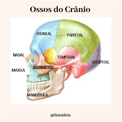 Quais São As Características Do Crânio Vrimca