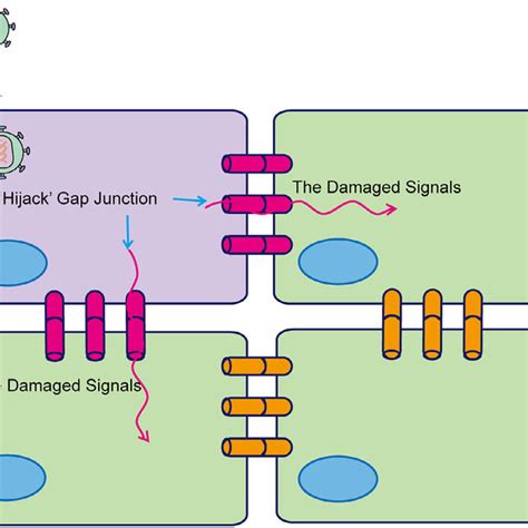 Pdf Alteration Of Cell Junctions During Viral Infection Cell