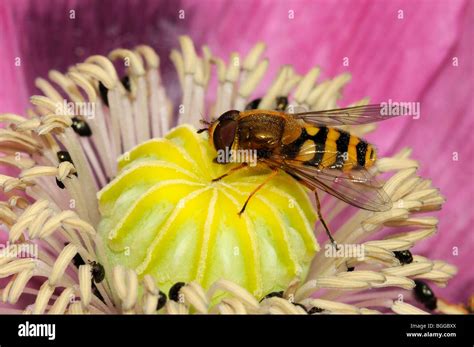 Hoverfly Xanthogramma Pedissequum Resting On Poppy Flower