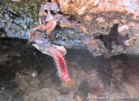 Lanice Conchilega Doris