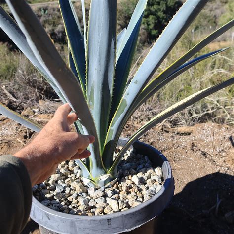 Shop Agave Tequilana Sunrise Care And Growing Guide Planet Desert