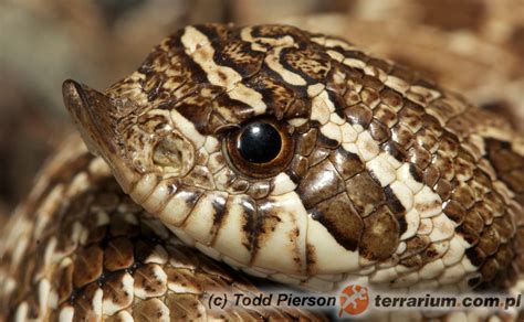 Heterodon Nasicus Heterodon Zachodni Terrarium