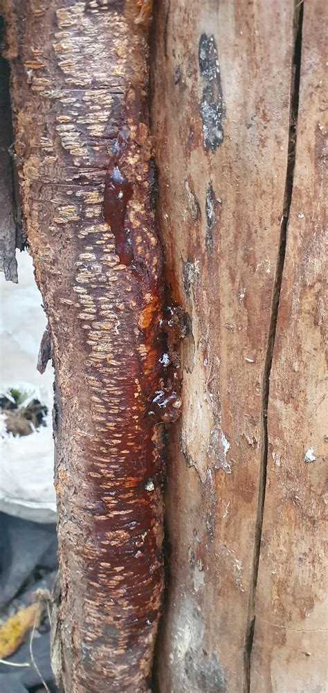 Odd Tree Question Rukgardening