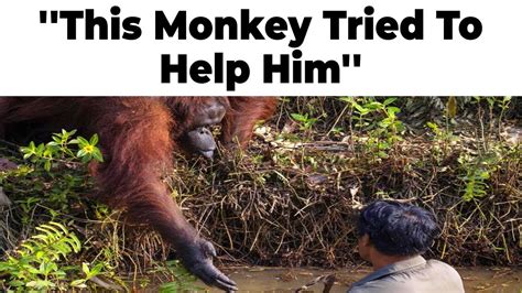 Monkey Memes Youtube