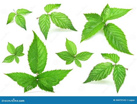 Blackberry Leaf Set Stock Image Image Of Herb White 34475143