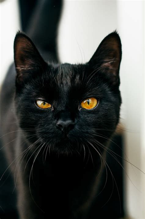 100 Black Cat Pictures Download Free Images On Unsplash