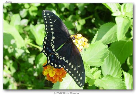 Papilio Polyxenes Asterius Live Adults