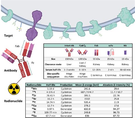 Figure From Diagnosis Of Glioblastoma By Immuno Positron Emission Tomography Semantic Scholar