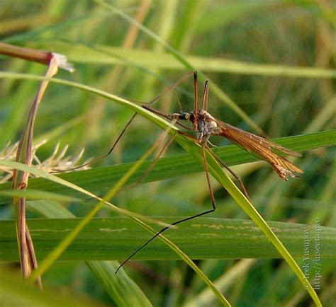 Photo 55302 Tipulidae Sp