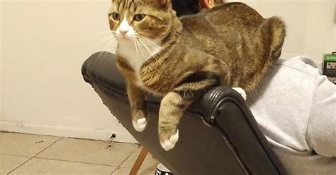 Does Anyone Else Have A Shoulder Cat I Think Its A Rare Species