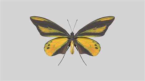 Chimaera Butterfly 3d Model Turbosquid 2008513