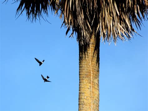 Bird Of The Day Antillean Palm Swift Organikos