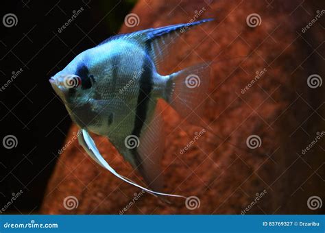 Pterophyllum Scalare Stock Image Image Of Water Symphysodon 83769327