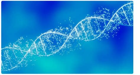 Genetic Polymorphism Definition Types And Examples For Upsc