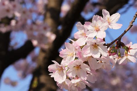 Cherry Blossoms Sakura Pink Free Photo On Pixabay Pixabay