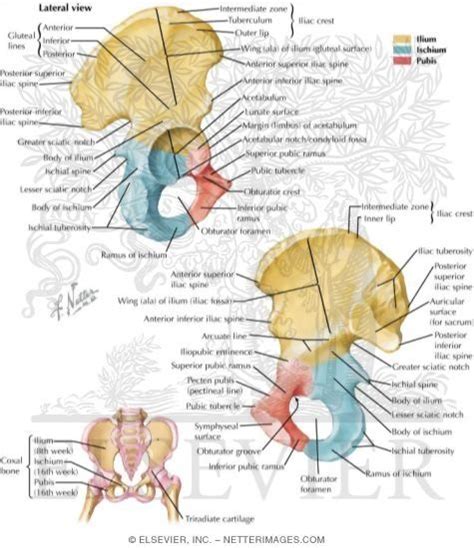 Pelvis Netter