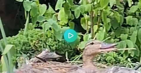 Is This Normal Duck Behavior Sitting On Its Nest Album On Imgur