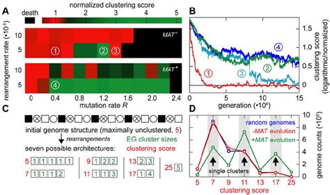 Maintenance And De Novo Evolution Of Essential Gene Clustering A