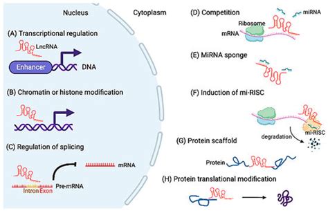 Noncoding Rnas As Key Regulators For Cardiac Development And