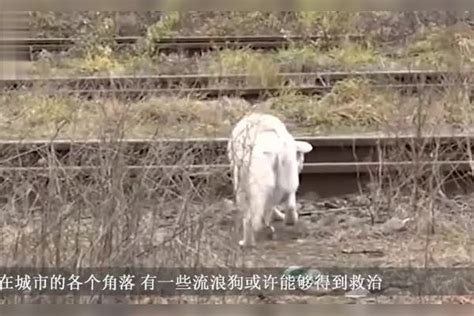 国外发现奇怪的“九尾”流浪狗，在靠近看清后，瞬间心疼不已流浪狗瞬间