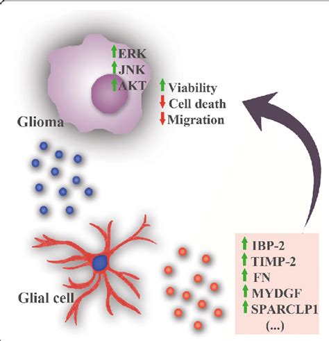 Proposed Model For The Molecular Crosstalk Between Glial And Glioma Download Scientific Diagram