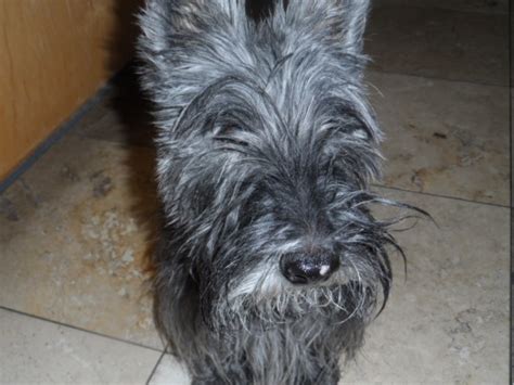 Pericardial Effusion Caused By Hemangiosarcoma The Scottie Chronicles Winstons World