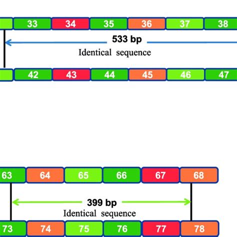 Sequence Duplication Sizes We Detected Three Duplication Events Download Scientific Diagram