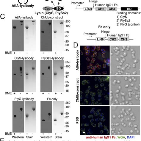 Lytic Vs Lysogenic Pathways Used By Virulent And Temperate Phages