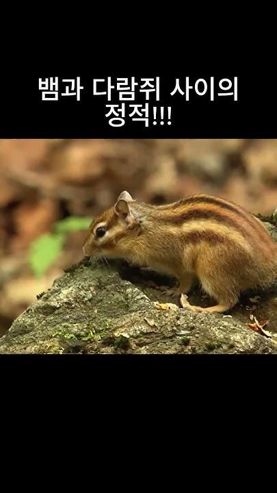 다람쥐 뱀 씹어 먹는 소리하네 귀신씨나락 까먹는 소리 아님 Youtube