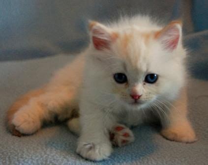 Red Ragdolls Ragdoll Cat Breed Colors Flame Point Ragdoll Ragdoll