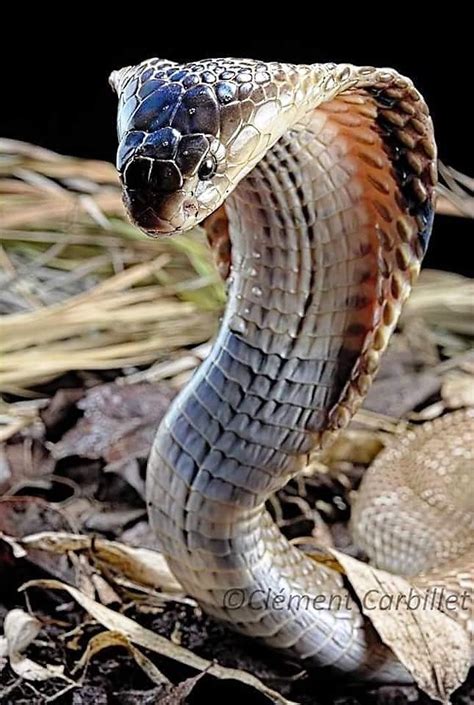 Pin de Aljapur Chandra Prakash en Animals | Animales venenosos, Fotos ...