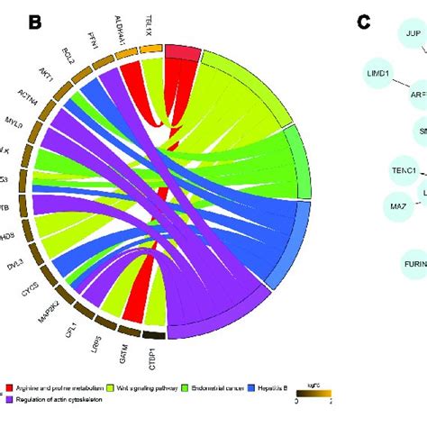 Functional Enrichment Analysis Including A Go Enrichment Analysis