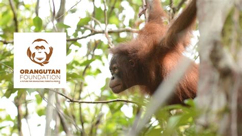 Sumatran Sumatran Orangutan Conservation Programme Socp