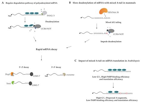 The Battle For Survival The Role Of Rna Non Canonical Tails In The