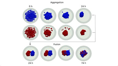 Individual Cell Based Model Of Cell Aggregation And Spheroid Fusion Download Scientific