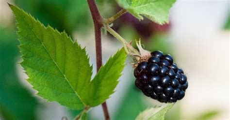 Benefícios Da Fruta Amora Fdplearn