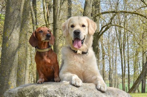 Dachshund Golden Mix